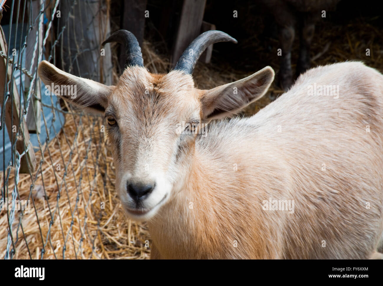 Goat on a farm Stock Photo - Alamy