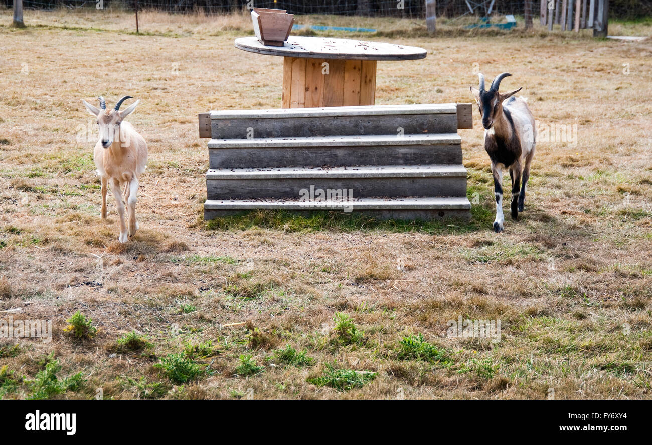 Goats on a farm Stock Photo - Alamy