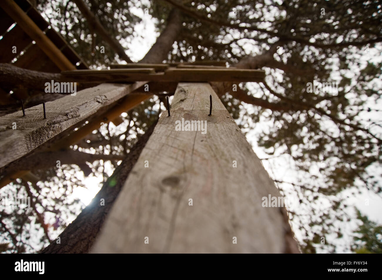 Platform in tree hi-res stock photography and images - Alamy