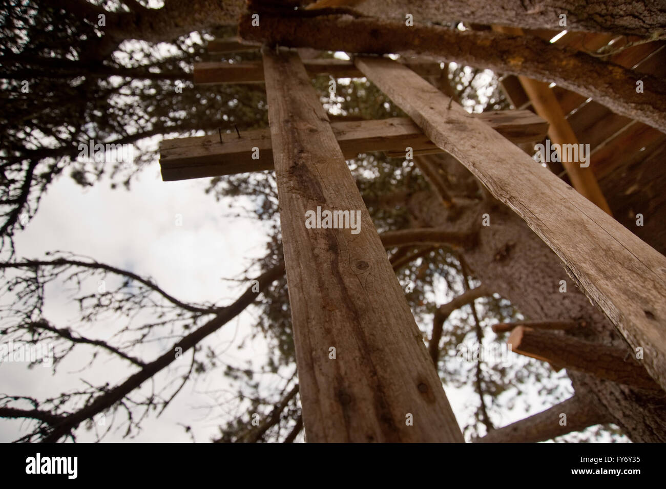 Platform in a tree Stock Photo - Alamy