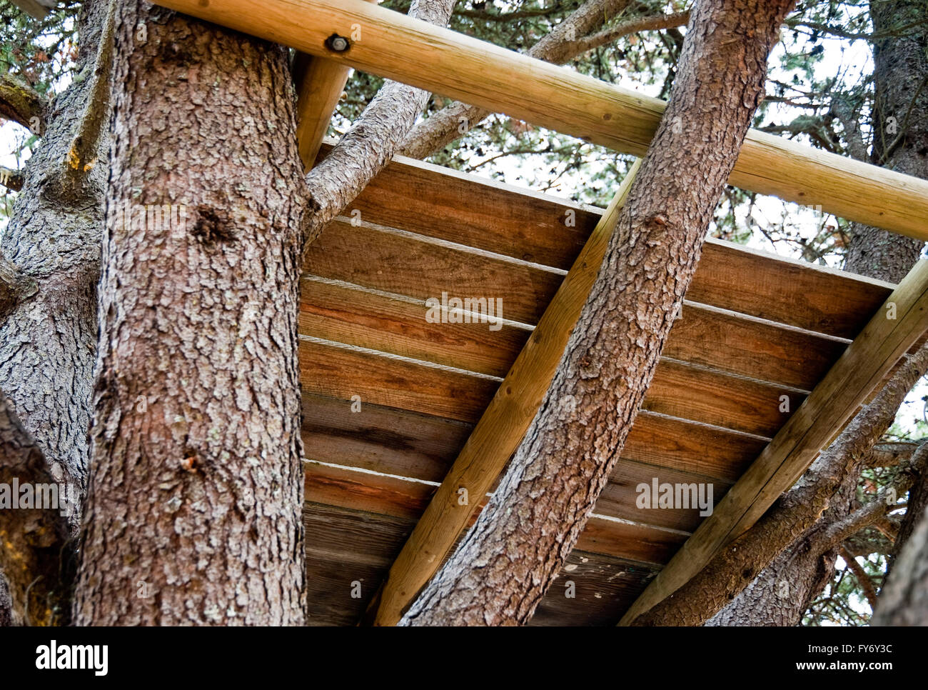 Platform in tree hi-res stock photography and images - Alamy