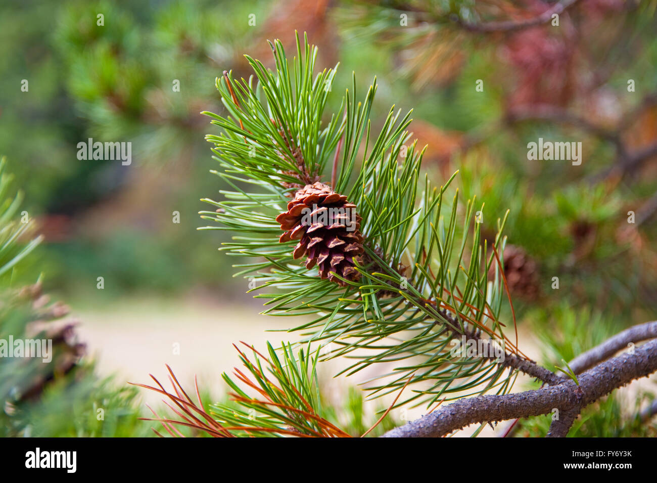 Pine cone and branch Stock Photo - Alamy