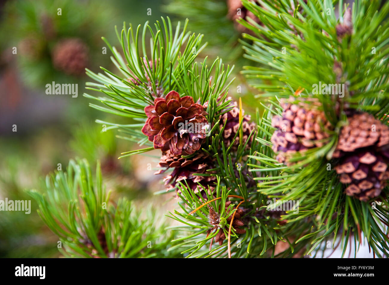 Pine cone and branch Stock Photo - Alamy