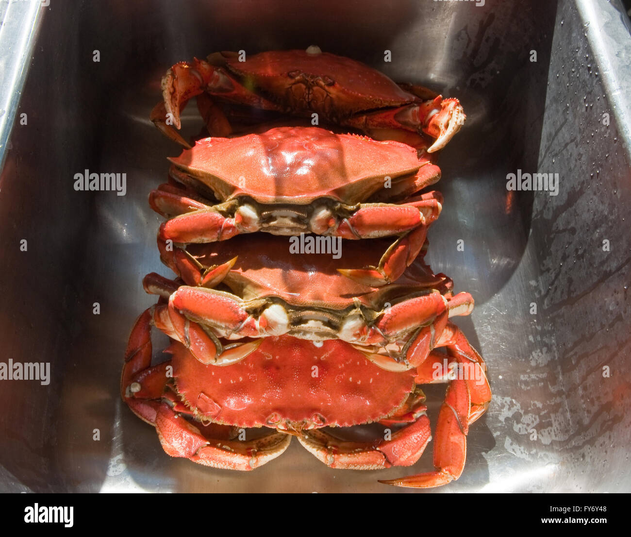 Hard_shelled hi-res stock photography and images - Alamy