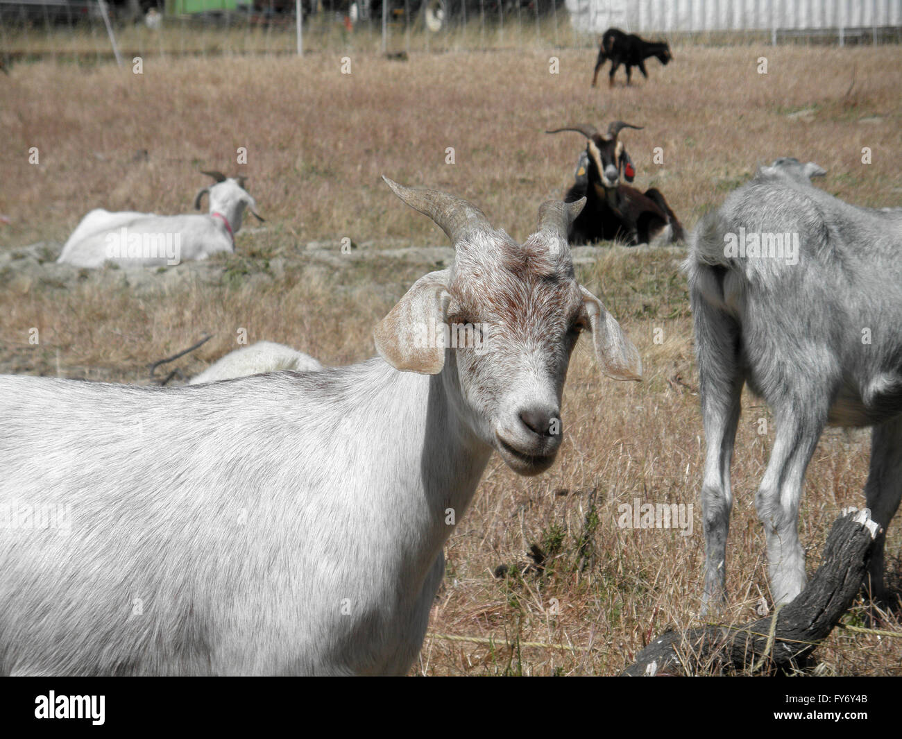 Eat the weeds hi-res stock photography and images - Alamy