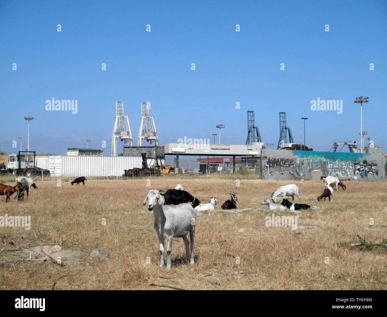white and brown Goats hang out in an overgrown field in an near a ...