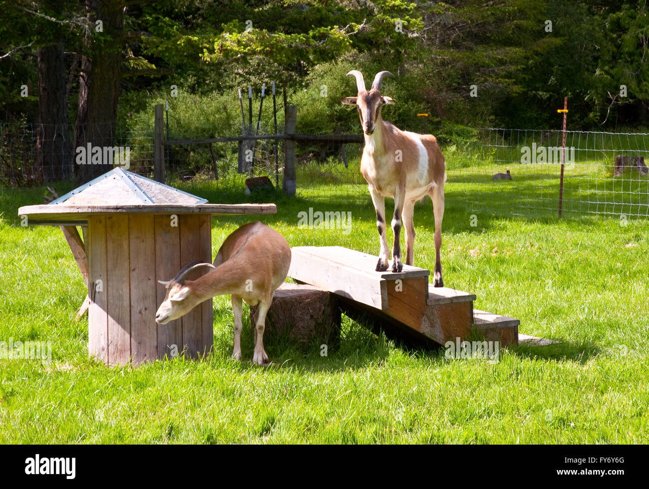 Goats on a farm Stock Photo - Alamy