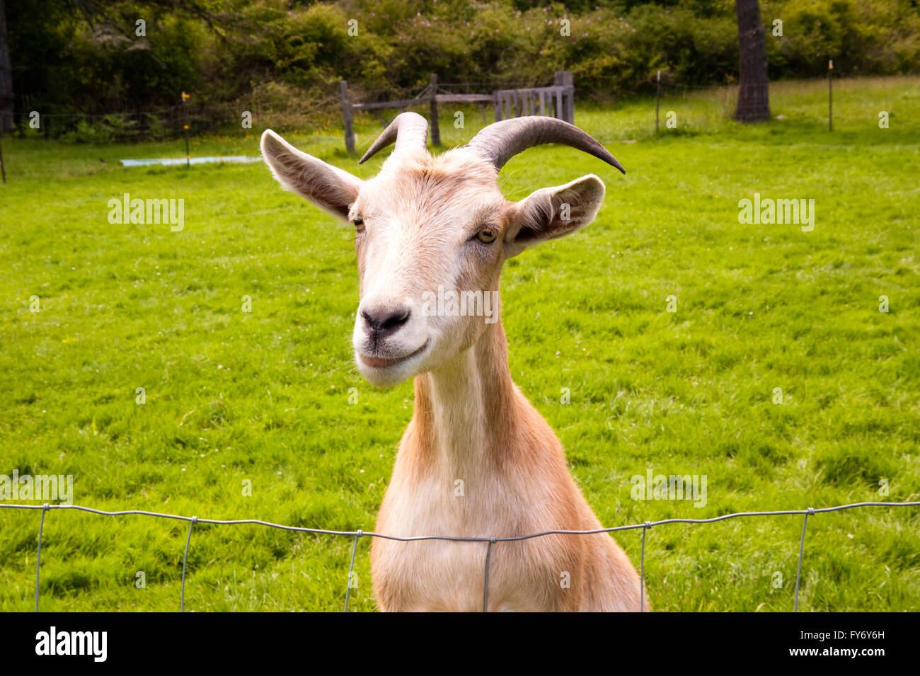 Goat on a farm Stock Photo - Alamy