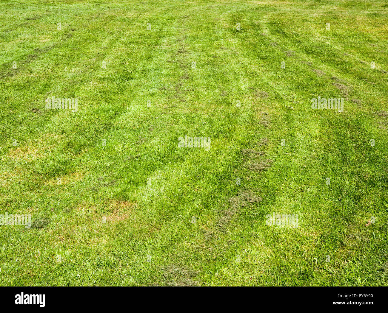 Field of green grass Stock Photo - Alamy