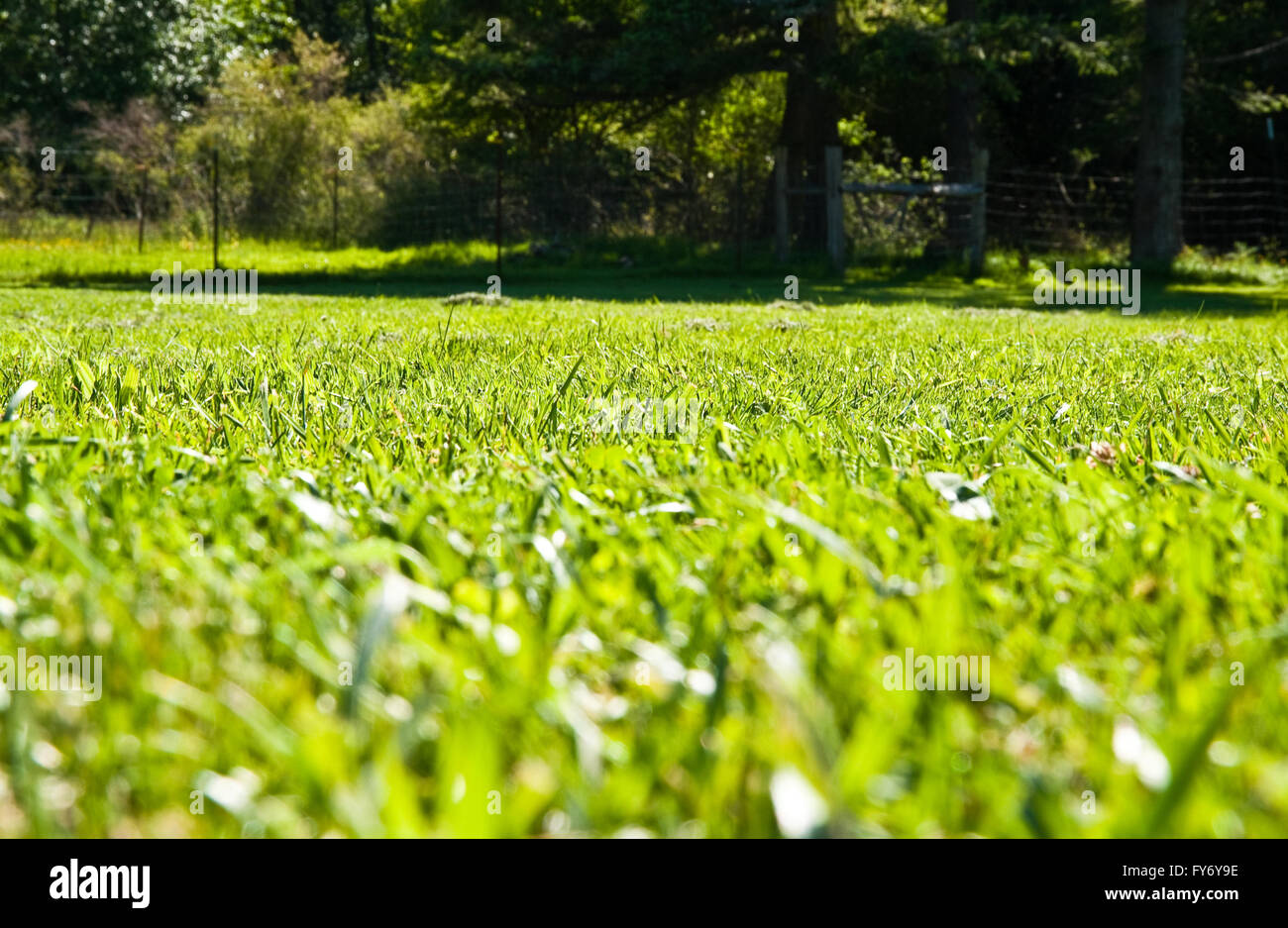 Field of green grass Stock Photo - Alamy