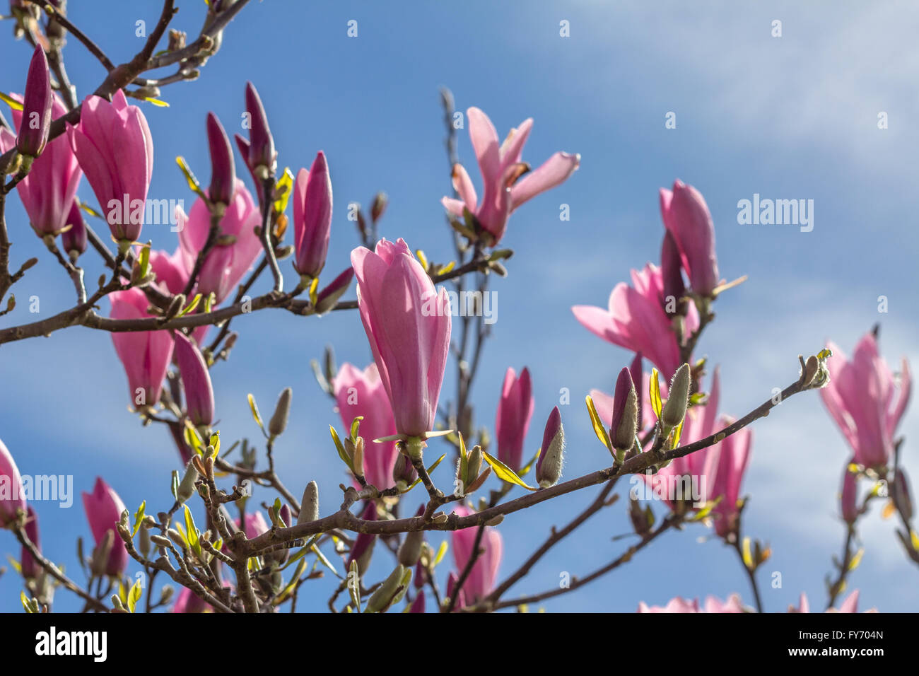 A branch of pink and magenta magnolia buds is in focus against a ...