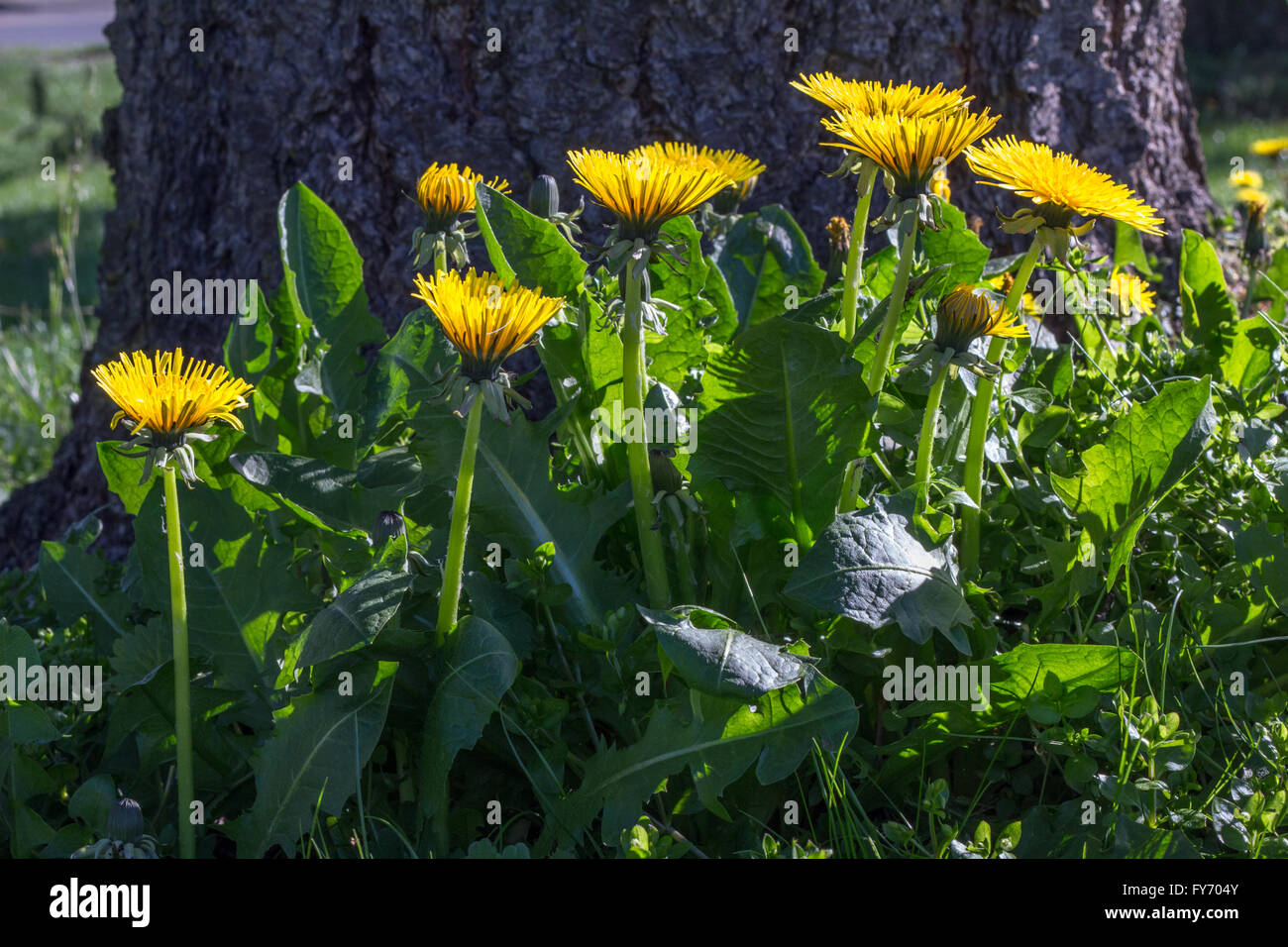 Bright yellow and orange dandelions taken from the side Stock Photo - Alamy