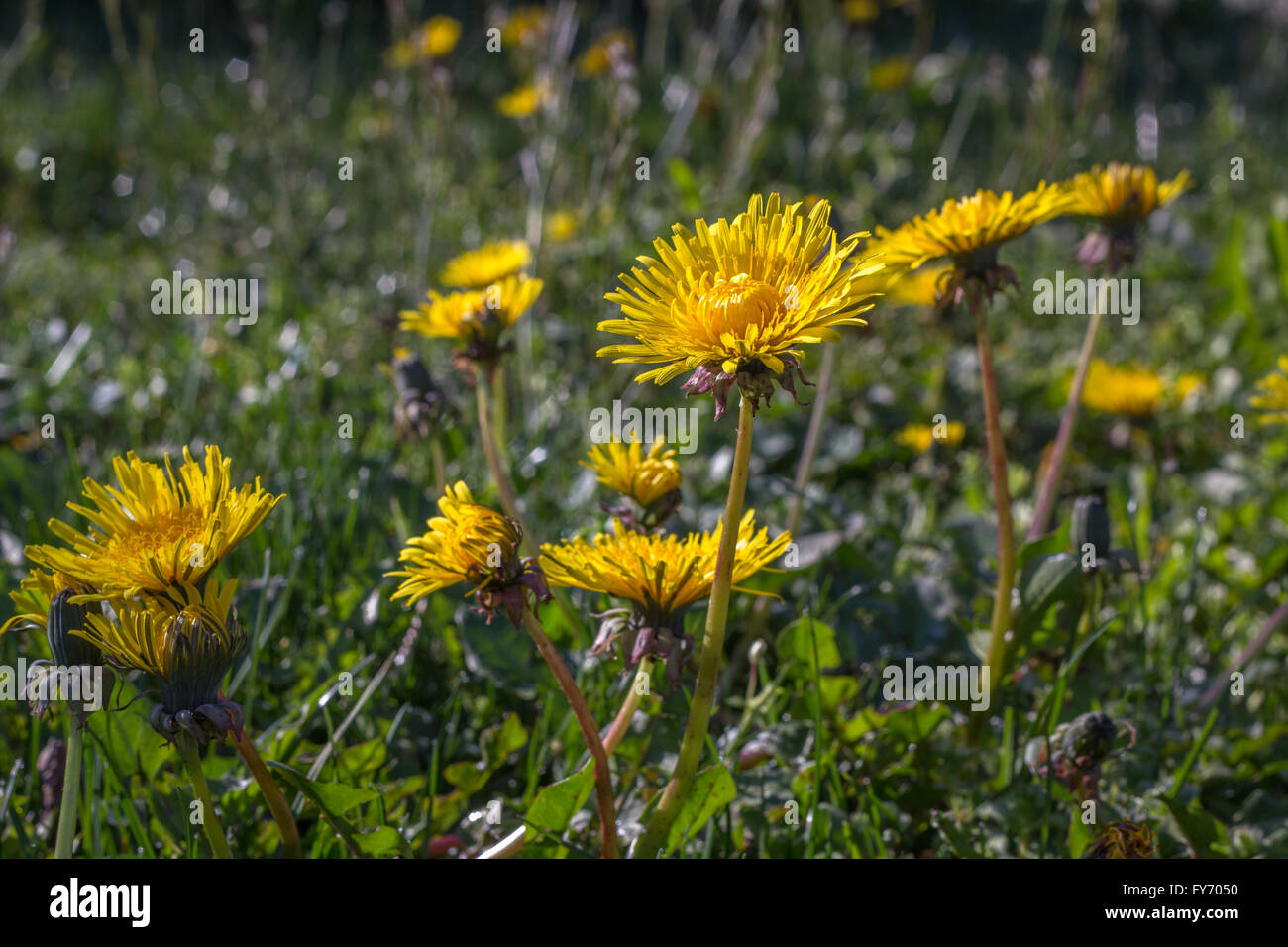 One dandelion shows its face and foliage to the camera Stock Photo - Alamy