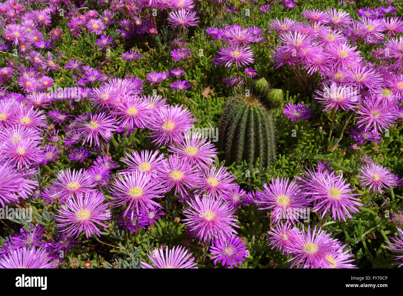 Horizontal landscape blossoms hi-res stock photography and images - Alamy