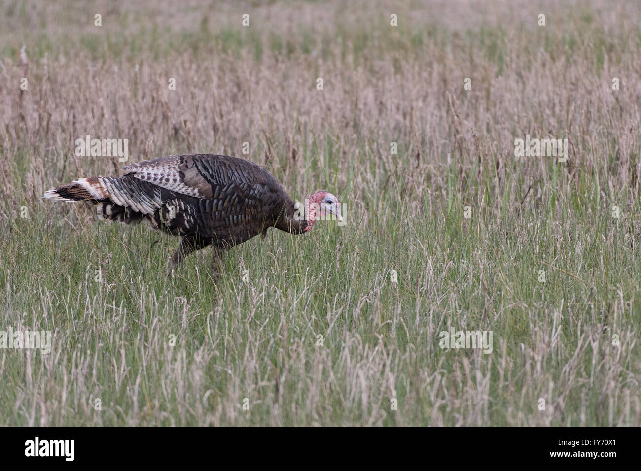 Rio Grande Wild Turkey, (Meleagris gallopavo intermedia), tom foraging ...