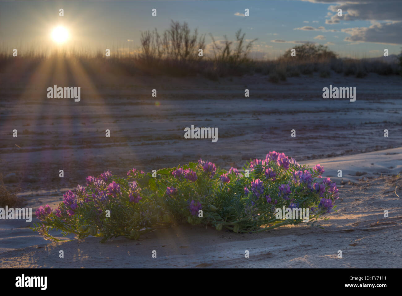 Loco weed hi-res stock photography and images - Alamy