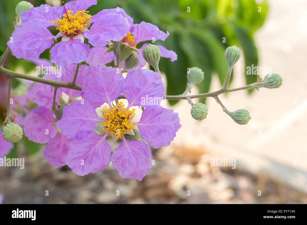 Lagerstroemia garden hi-res stock photography and images - Alamy