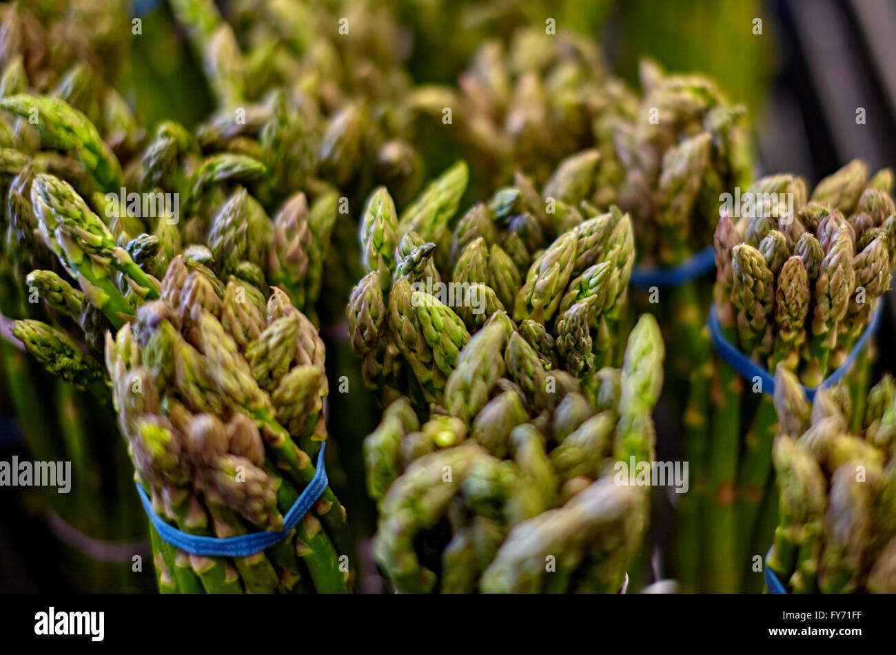 Field of asparagus spears hi-res stock photography and images - Alamy