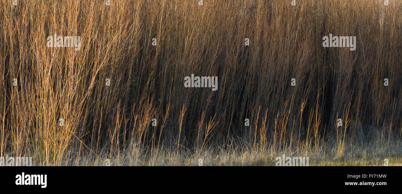 A grove of Willows in the Malheur National Wildlife Refuge in Oregon ...