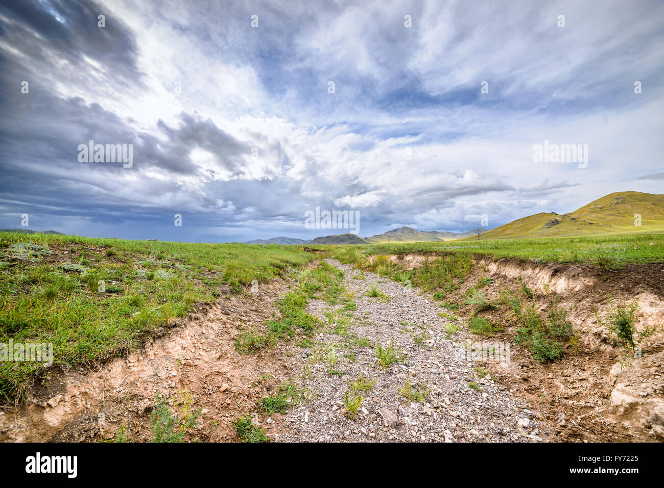 Steppe herbs in summer Stock Photo - Alamy