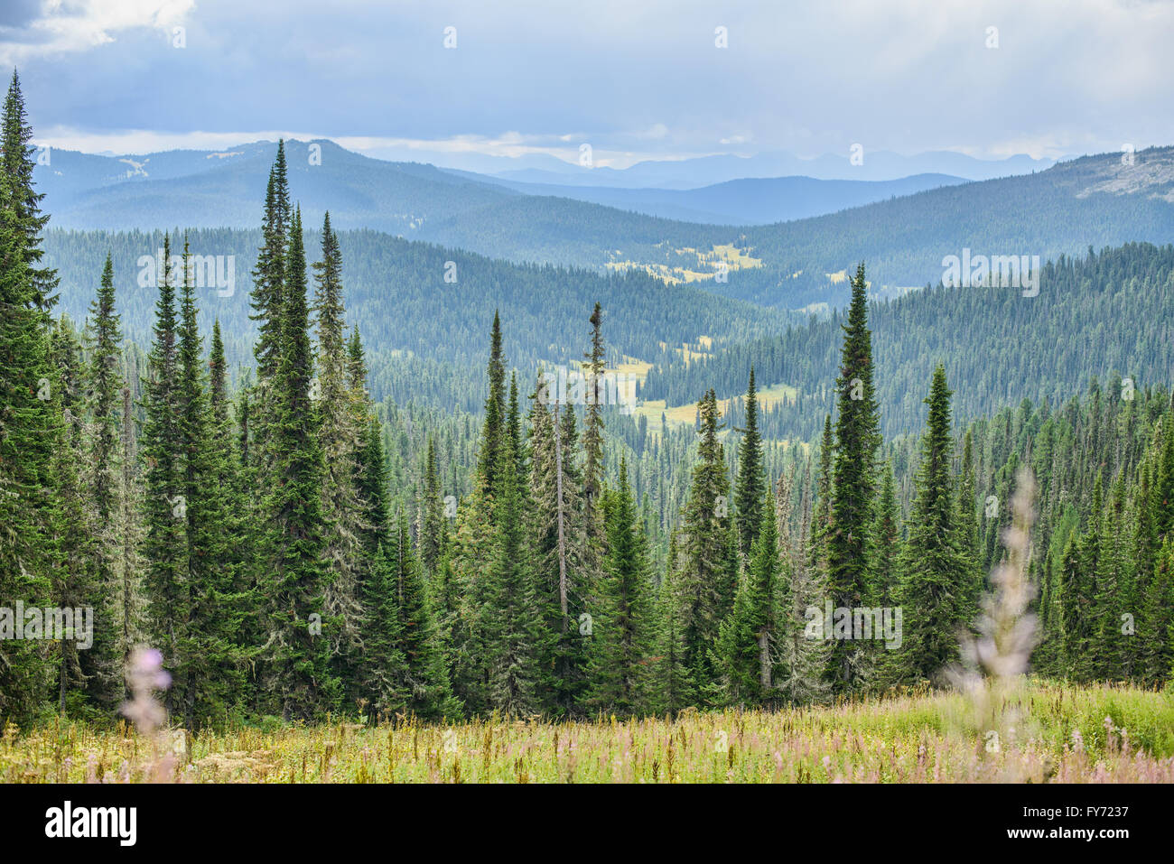 spruce forest on the hillside Stock Photo - Alamy