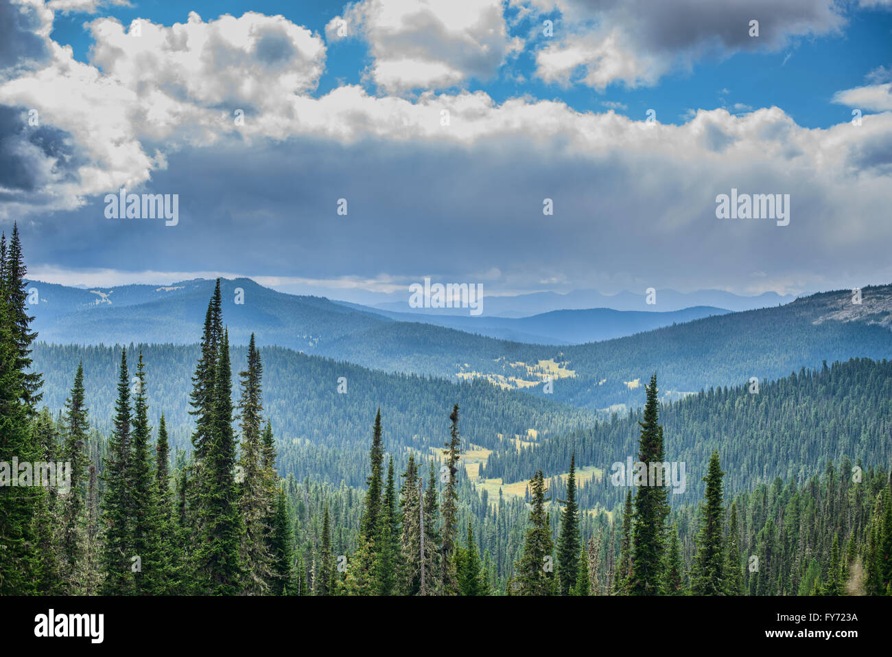 spruce forest on the hillside Stock Photo - Alamy