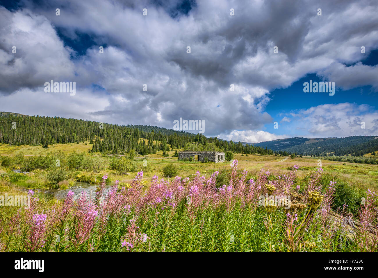 Steppe herbs in summer Stock Photo - Alamy