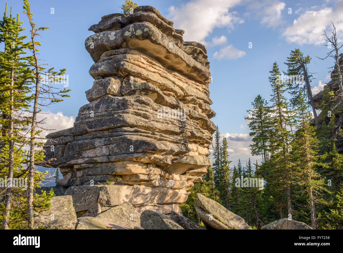 spruce forest on the hillside Stock Photo - Alamy