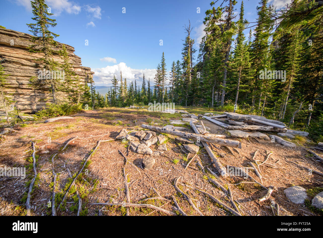 spruce forest on the hillside Stock Photo - Alamy