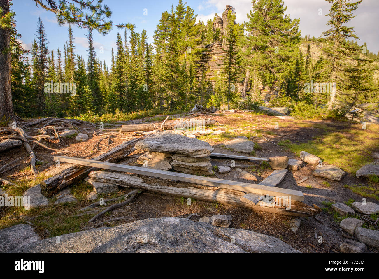 spruce forest on the hillside Stock Photo - Alamy