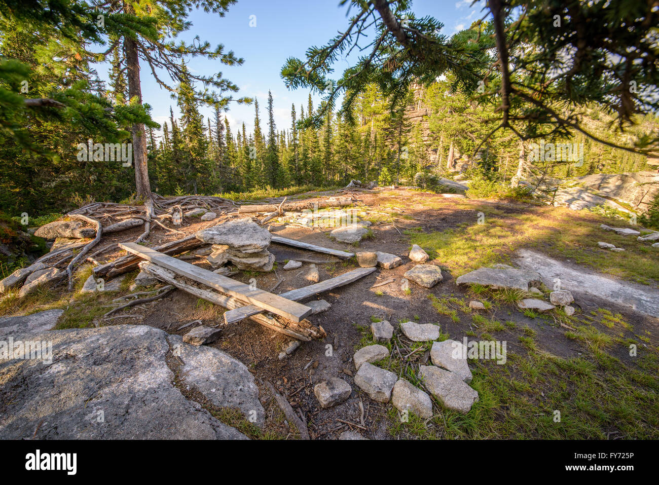 spruce forest on the hillside Stock Photo - Alamy