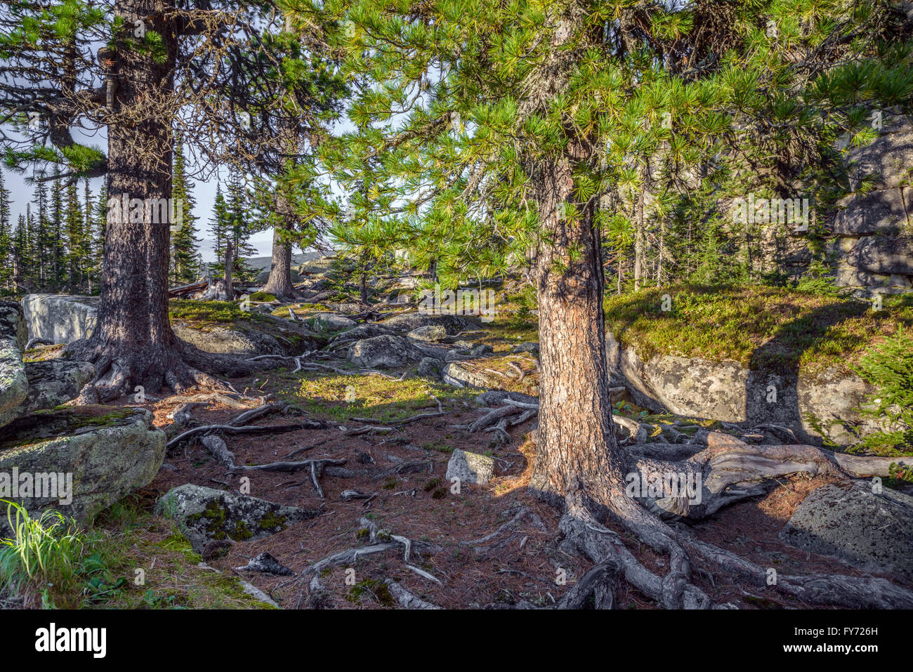 green forest trees Stock Photo - Alamy