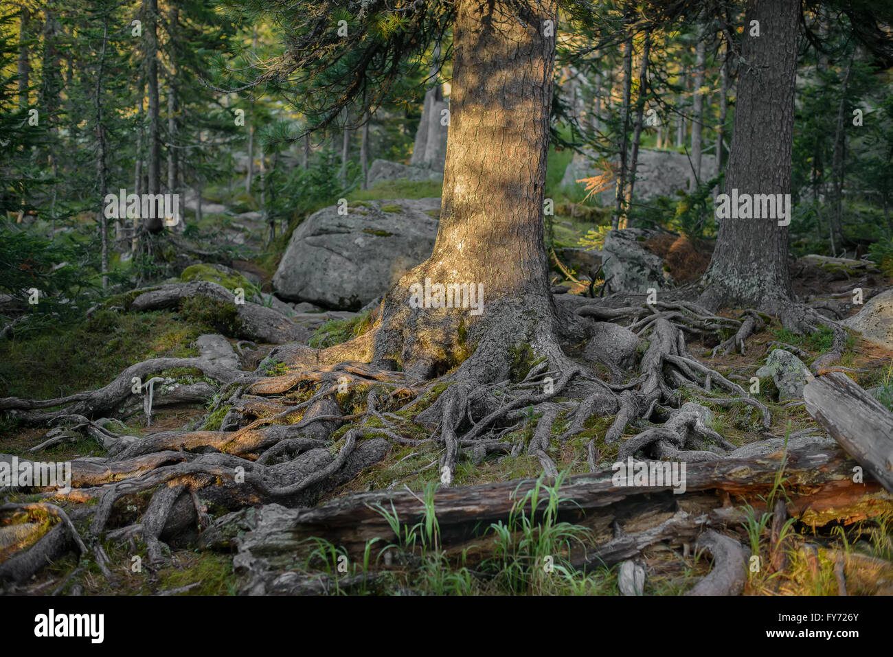 trees roots on rocky soil Stock Photo - Alamy