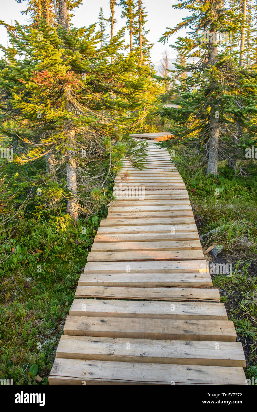 pathway in green forest Stock Photo - Alamy