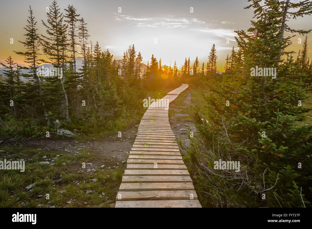 pathway in green forest Stock Photo - Alamy