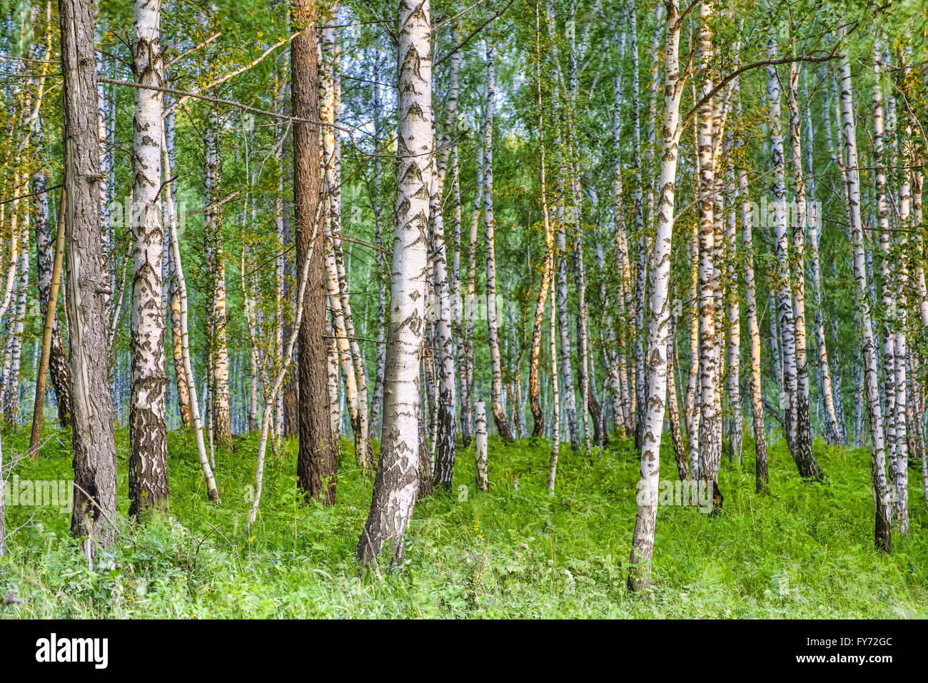 Birch forest landscape Stock Photo - Alamy