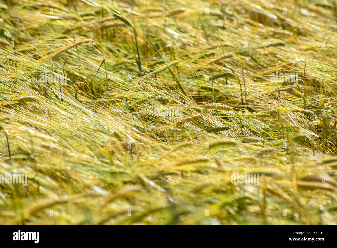 Beautiful yellow grass Stock Photo - Alamy