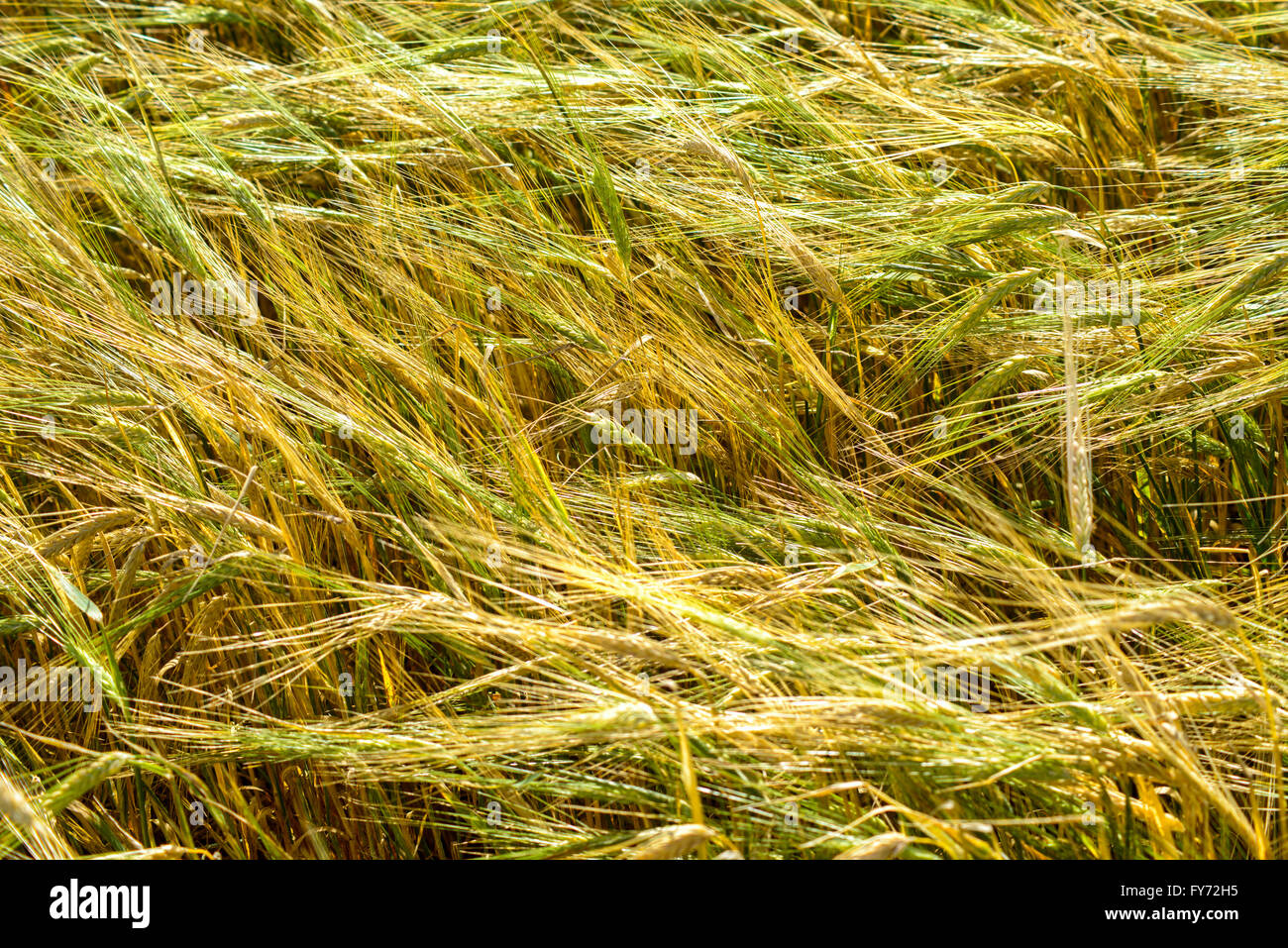 Beautiful yellow grass Stock Photo - Alamy