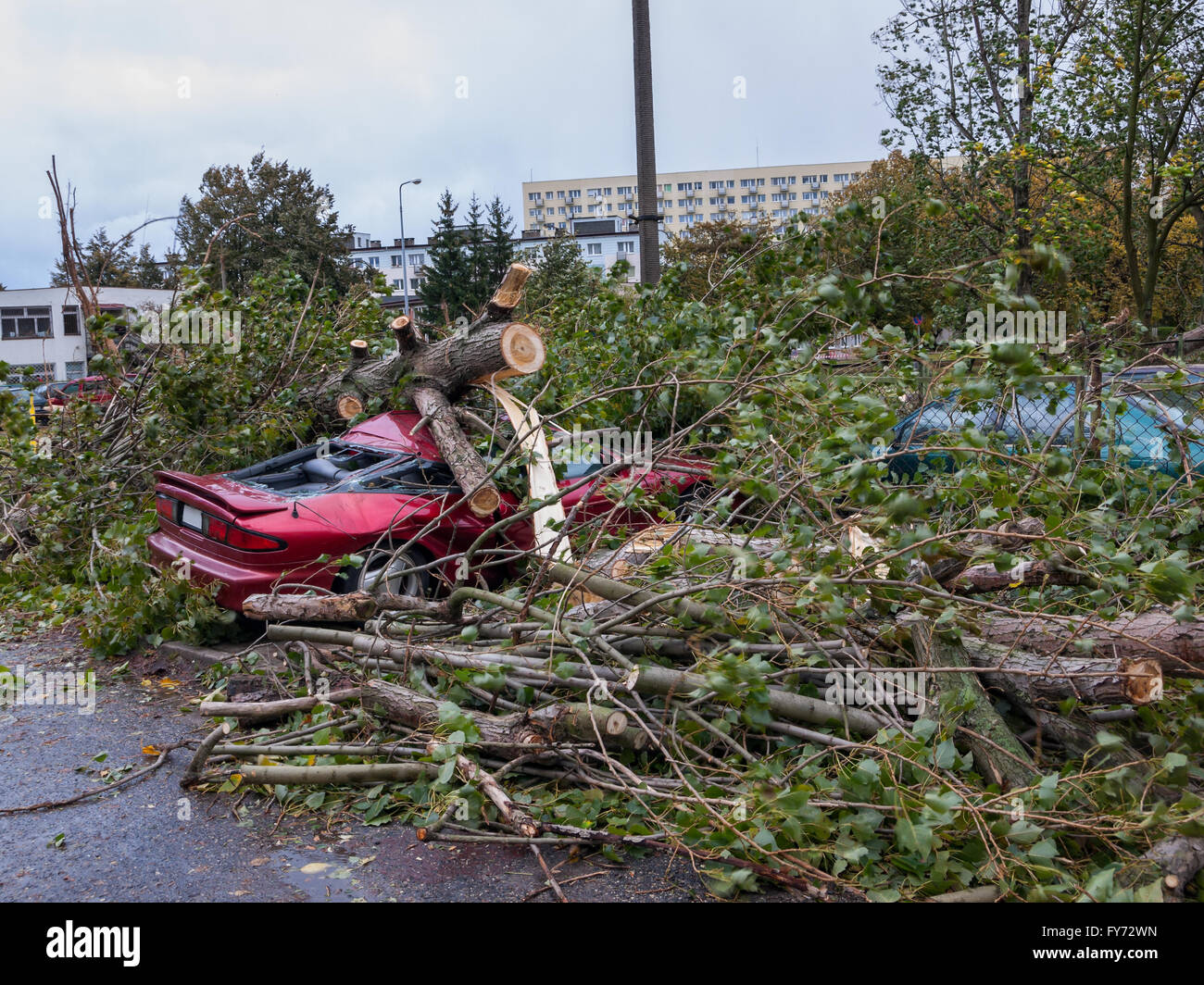 Big tree falls and destroying a parked car Stock Photo - Alamy