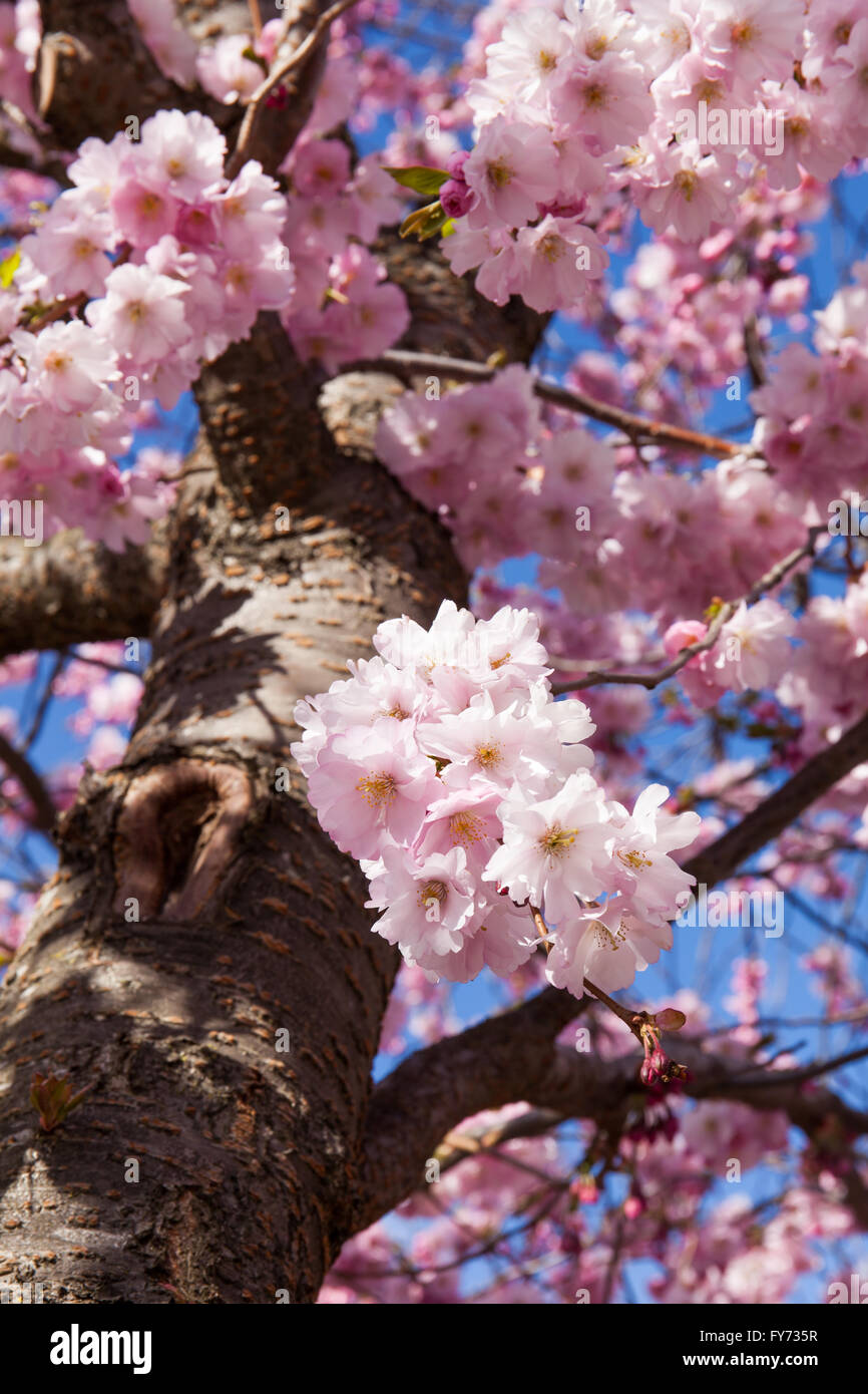 Stockholm sweden cherry blossom hi-res stock photography and images - Alamy