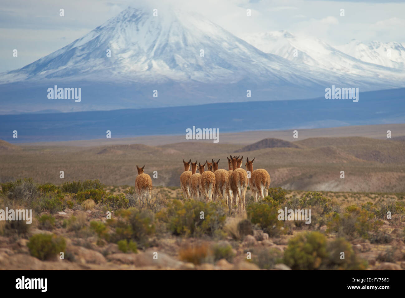 Group of vicuna (Vicugna vicugna) on the Altiplano of north east Chile ...