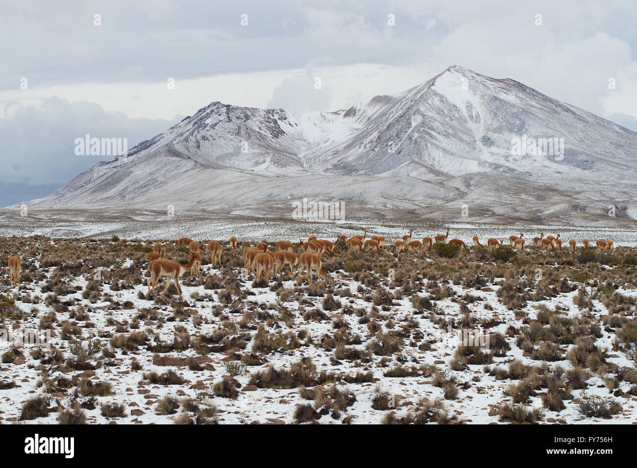 Large group of vicuna (Vicugna vicugna) grazing on the snow covered ...