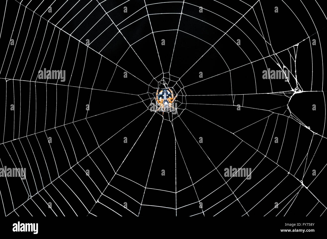 Spider mesh hi-res stock photography and images - Alamy