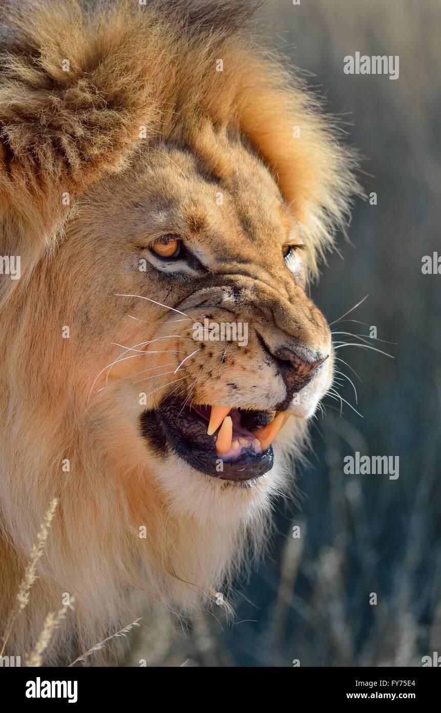 Roaring lion portrait hi-res stock photography and images - Alamy
