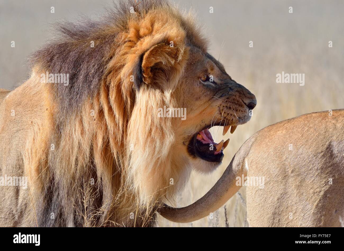 Lion (Panthera leo), roaring and following the tail of a lioness ...