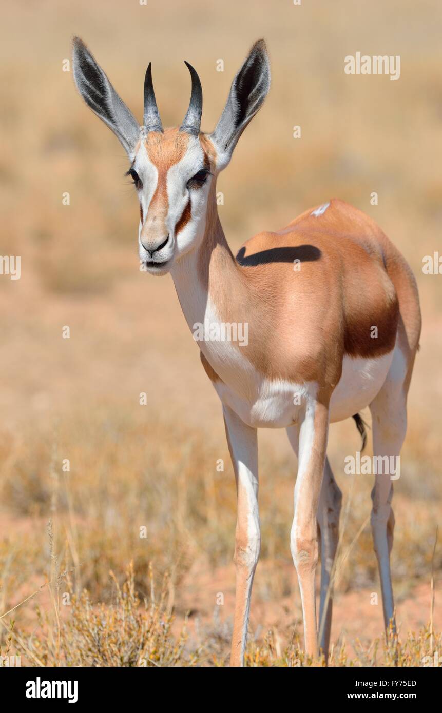 Young Springbok (Antidorcas marsupialis), standing in dry grass ...