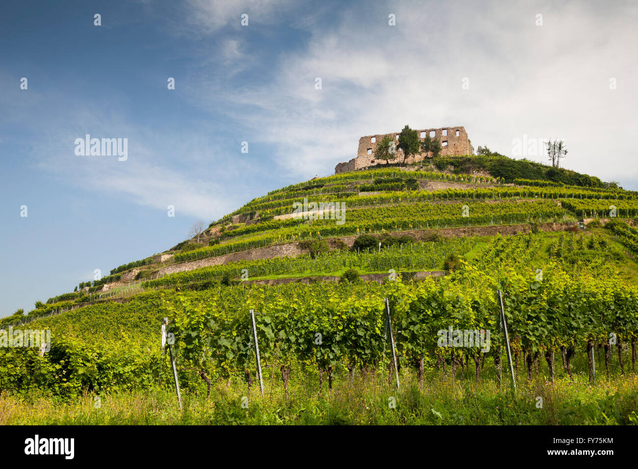 Staufen Castle ruins on the vineyard, Staufen im Breisgau, Black Forest ...