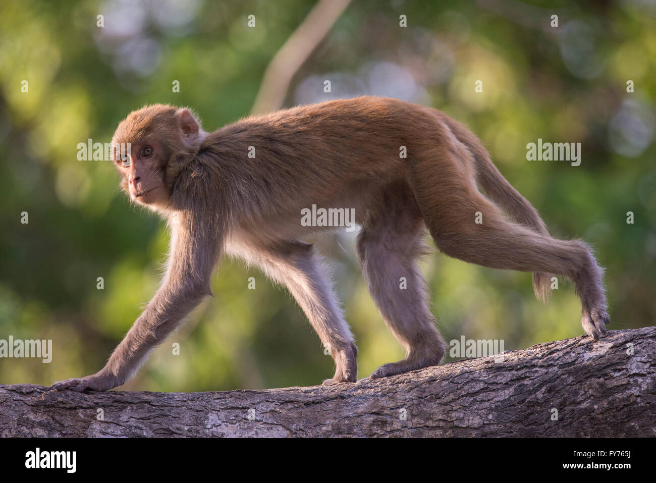 Macaque animal wildlife hi-res stock photography and images - Alamy