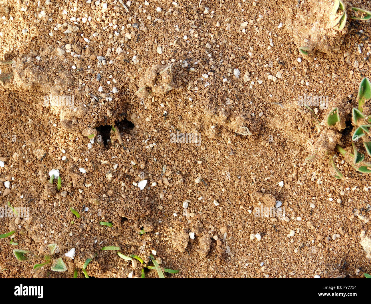 texture of land Stock Photo - Alamy