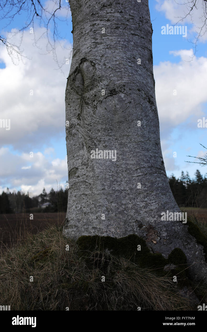 House Inside Tree Trunk High Resolution Stock Photography and Images ...